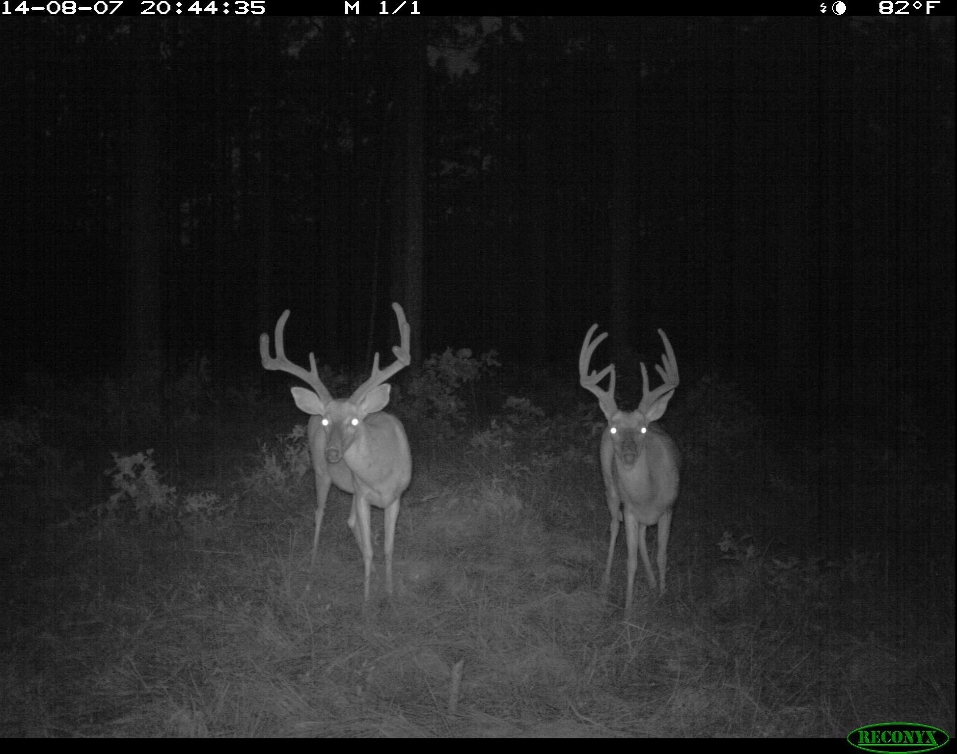 General deer information - Fort Bragg - iSportsman